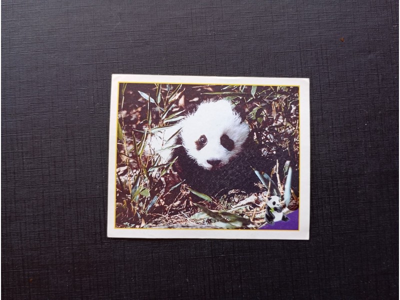 Bebi Animals - 102