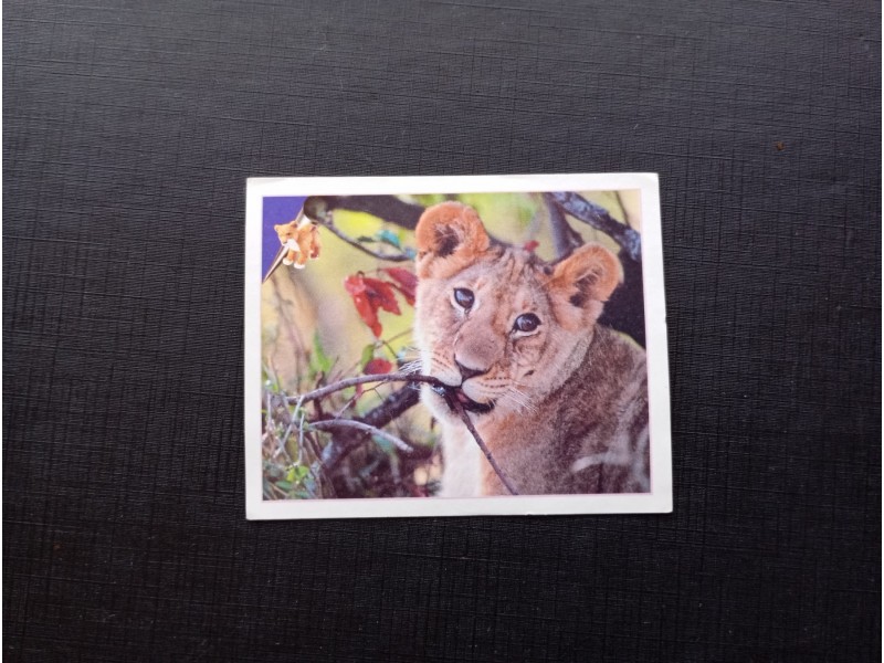 Bebi Animals - 63
