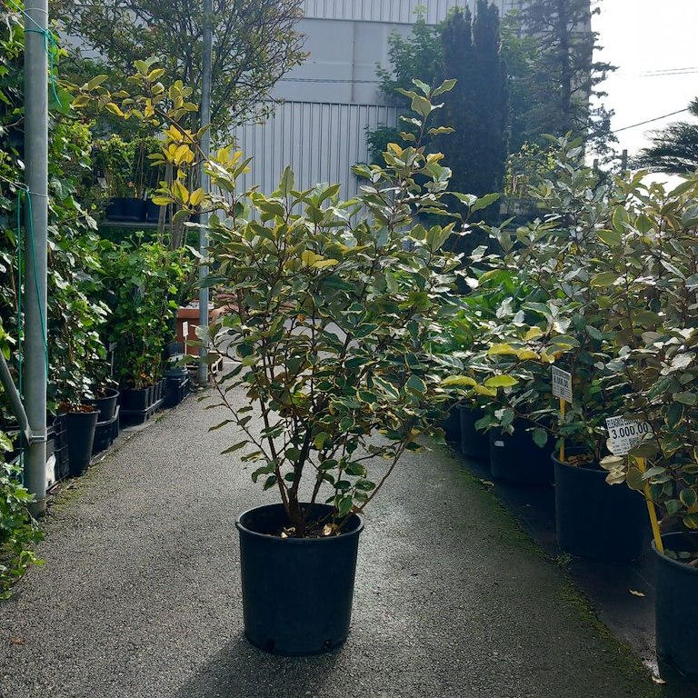 Elaeagnus ebbingei Viveleg 80 cm