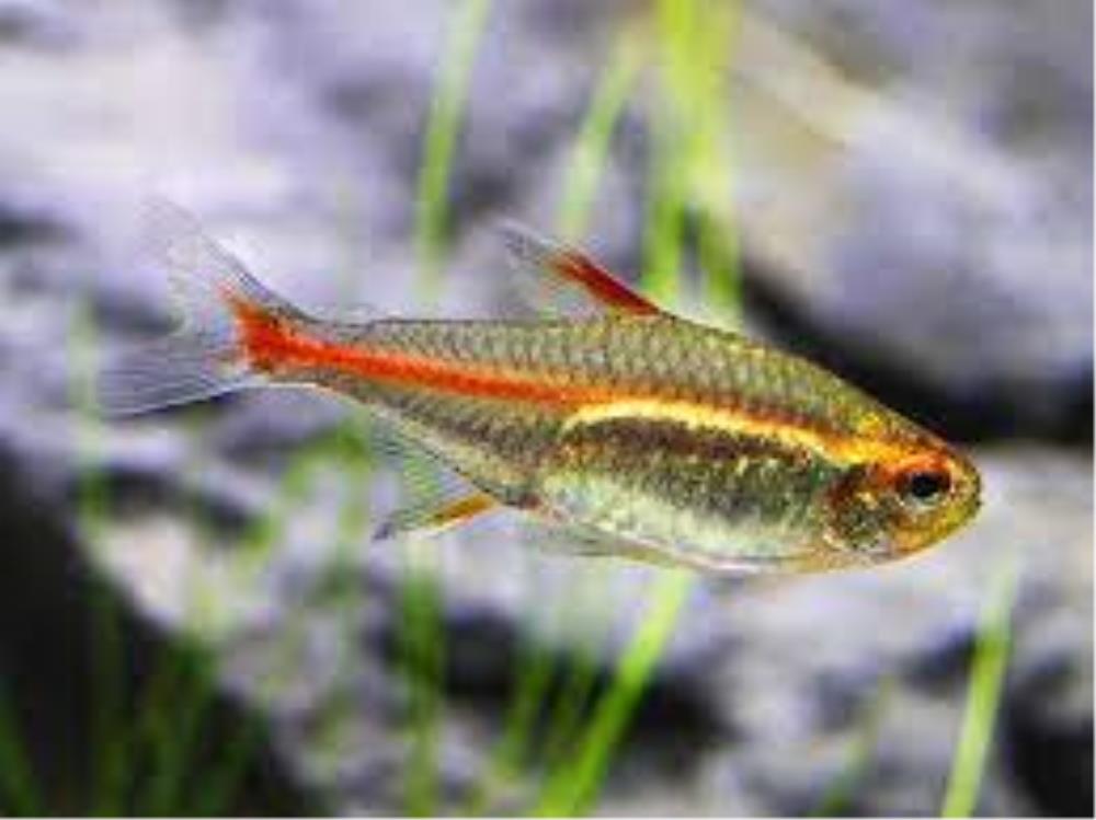 GRACILIS TETRA (HEMIGRAMMUS ERYTHROZONUS)