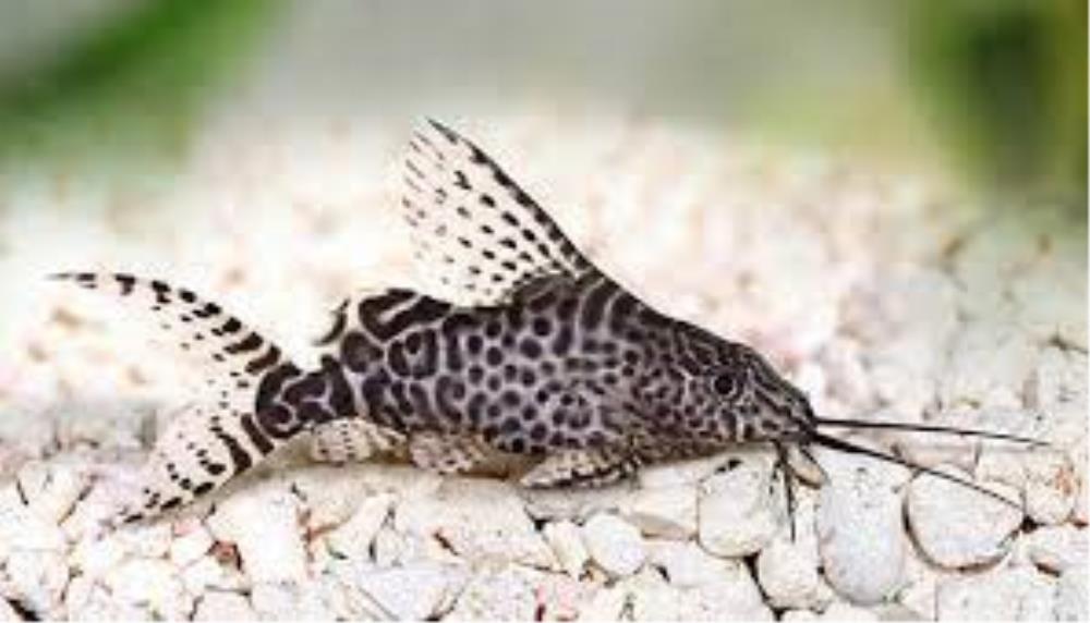 SINADONTIS (SYNODONTIS EUPTERUS)