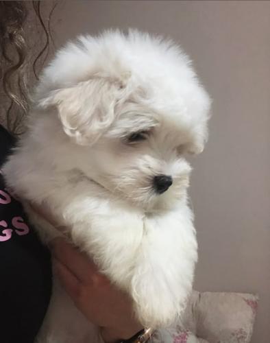 Coton de Tulear (Tulearski pas) štenci
Beograd