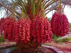 PHOENIX canariensis Crven plod (seme) Kanarska palma