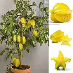 Star FRUIT (seme) Karambola