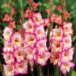 Gladiola roze