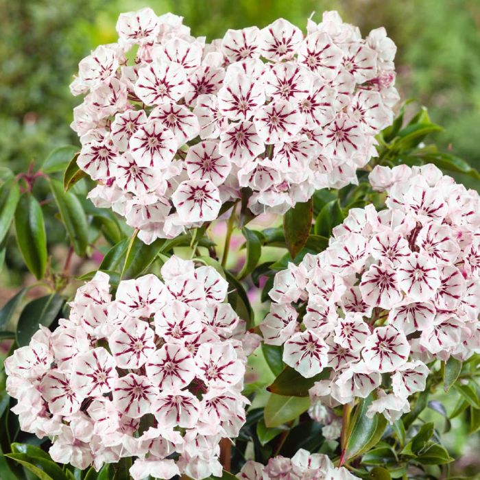 Kalmia Latifolia Peppermint - Planinski Lovor