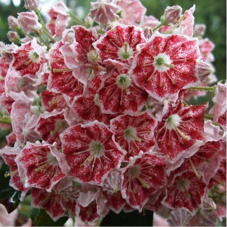 Kalmia Latifolia Pinwheel - Planinski Lovor