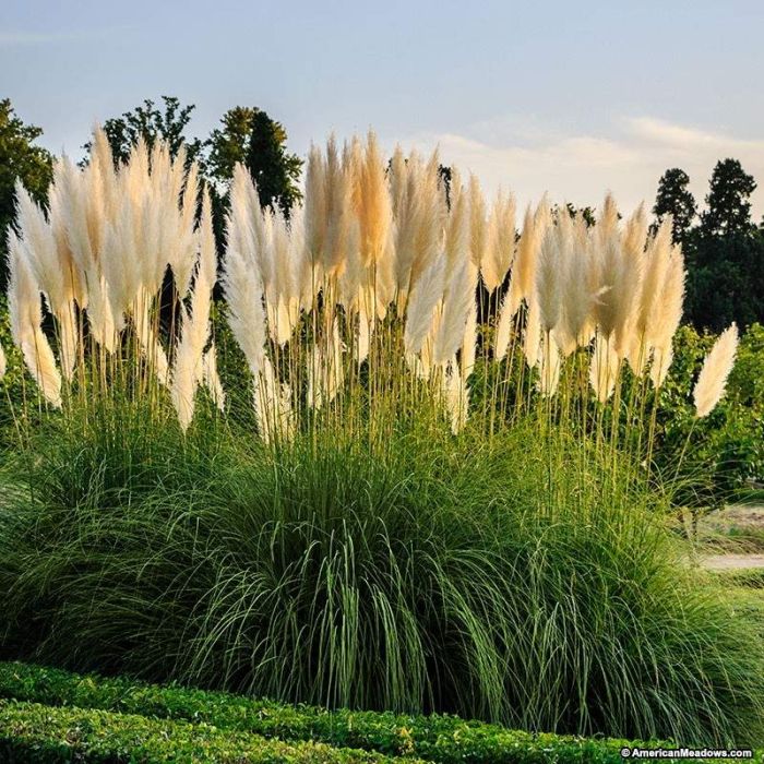 Cortaderia Selloana - Pampas Trava