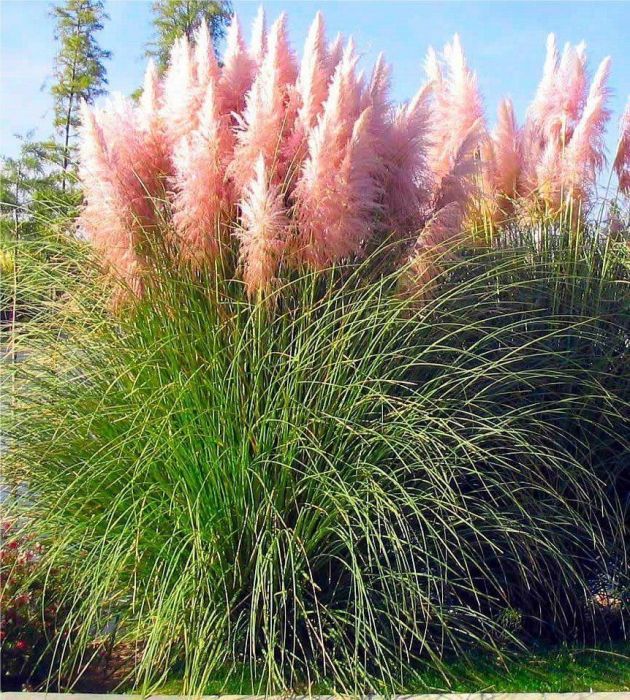 Cortaderia Selloana Rosea - Roze Pampas Trava