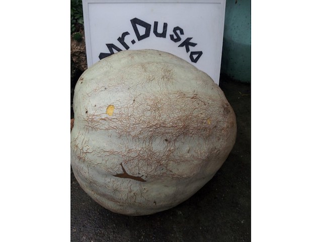 Bundeva bela velicine i do 30,40 kg, 20 semenki