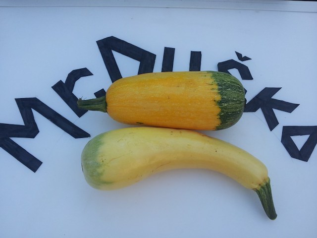 Tikvica cukini (zucchini) Zefir 40 semena