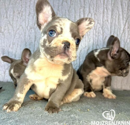 Francuski Buldog štenci