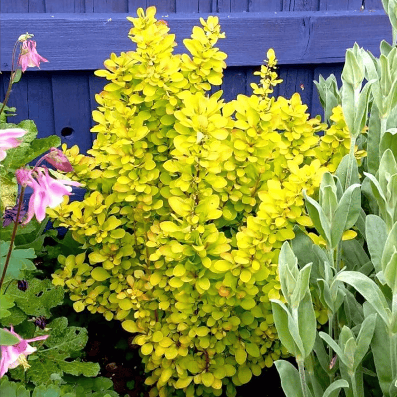 Berberis Baklja