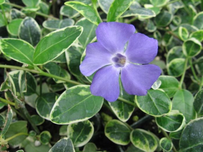 Vinca Minor Ralph Shugert - Vinka