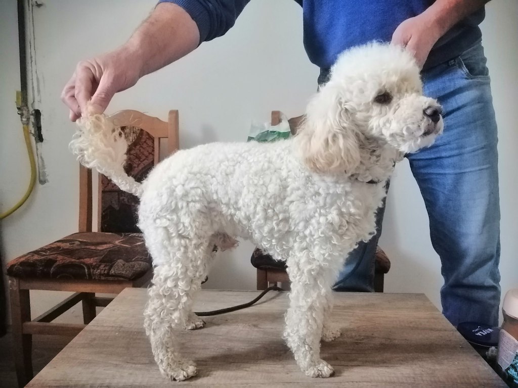 Toy pudla mužjak na prodaju