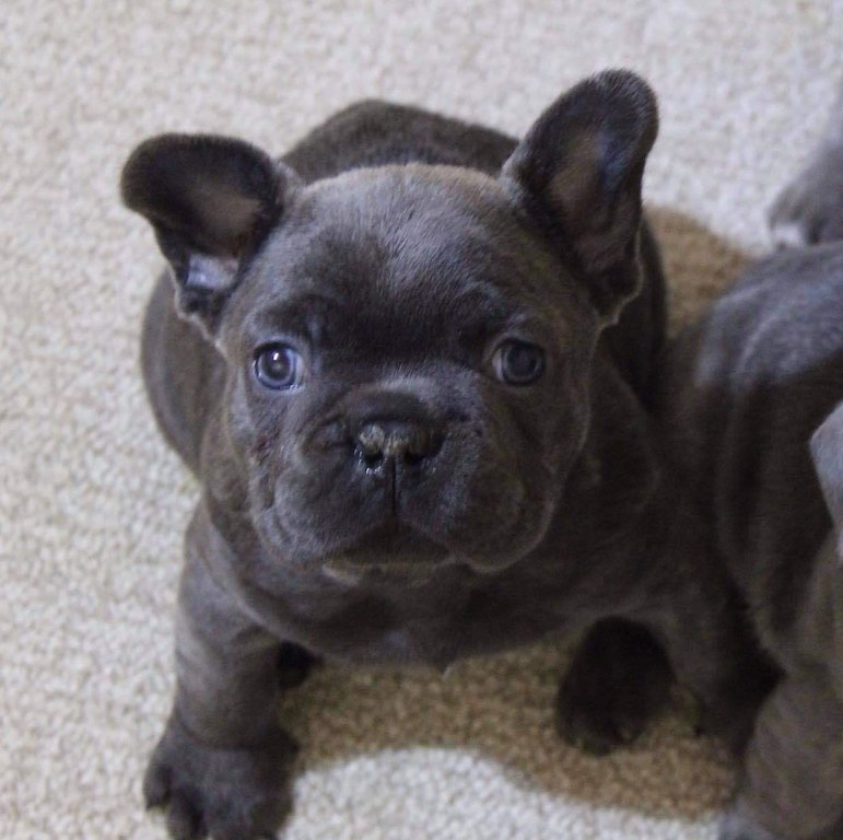 Plavi Francuski buldog