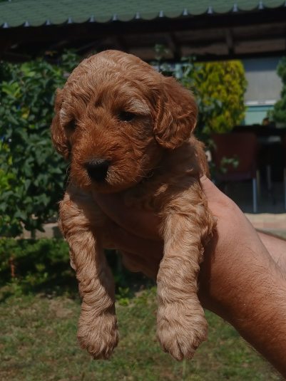 Toy Pudla prelepi štenci Srbija
