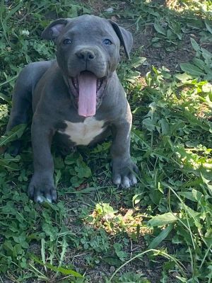 PITBUL štenci Srbija
