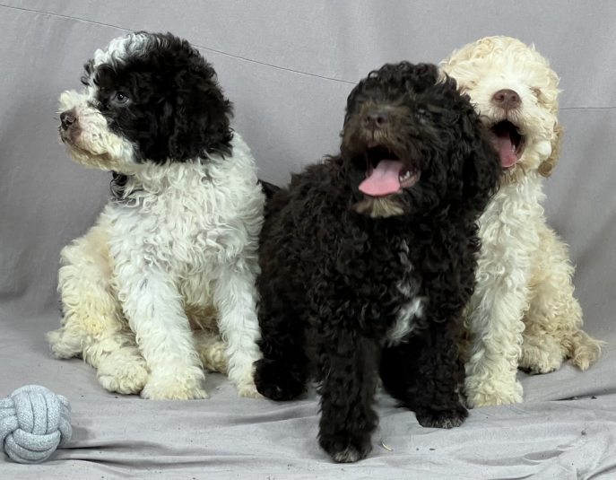 Lagotto Romagnolo PRELEPI štenci Srbija