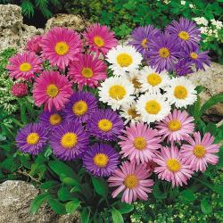 Alpski Zvezdan Mix (1000 semenki) Aster Alpine