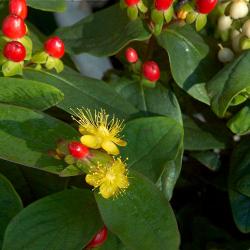 Hypericum calycinum,kantarion ukrasni