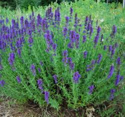 Miloduh - Hyssopus Officinalis (1000 semenki) Višegodišnji