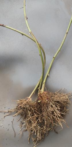 Sadnica kupine Tripl Crown