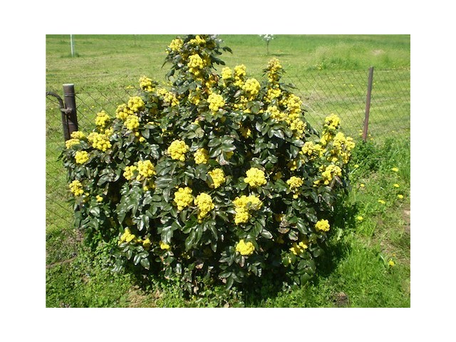 Mahonija (Berberis aquifolium) ukrasni zbun 100 semena