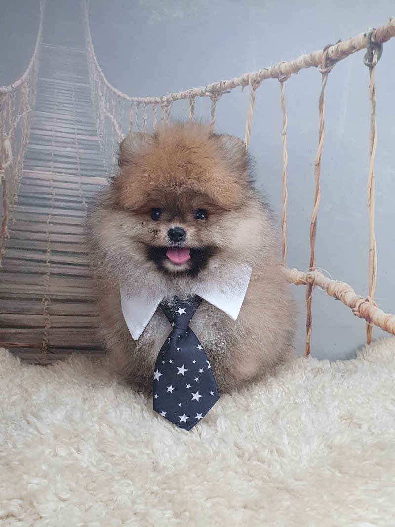 BOO Pomeranci