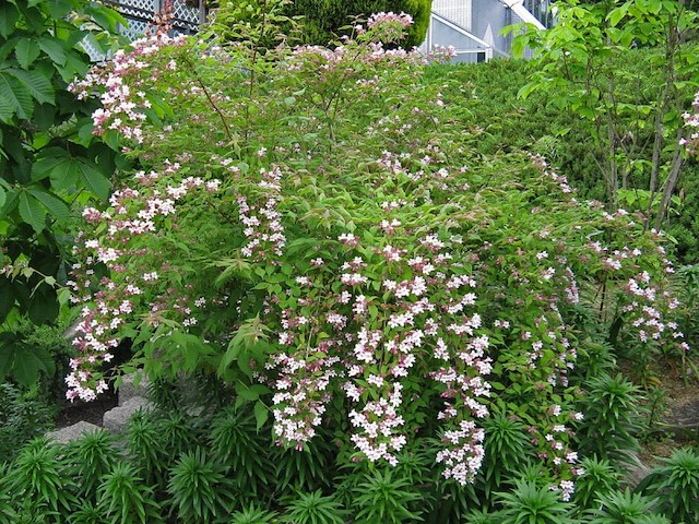 Kolkwitzia amabilis 30 semena