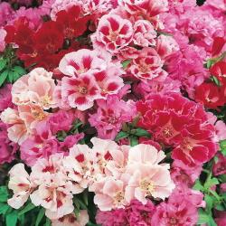 Godetia Whitneyi Azalea double Mix (3000 semenki)