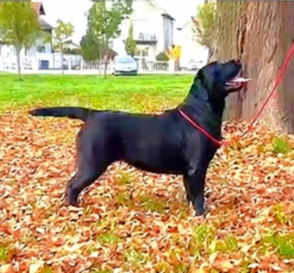 Na prodaju ženka LABRADORA, šampionskog porekla,