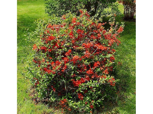 Japanska dunja (Chaenomales Japonica) 50 semena