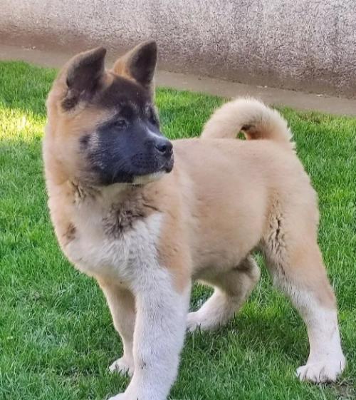 Americka akita, štenci