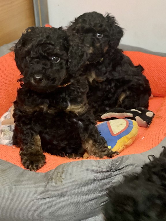 Toy Pudle Black & Tan Pedigree