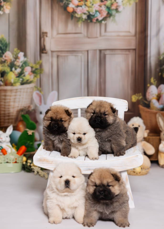 CHOW CHOW stenci