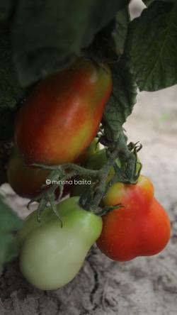 Paradajz Zomok, mađarski najbolji šljivar, prodaja semena