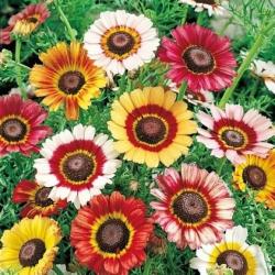 Chrysanthemum Carinatum mix (600 semenki)
