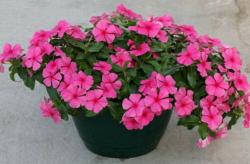 Vinca Nana Rosa (250 semenki)
