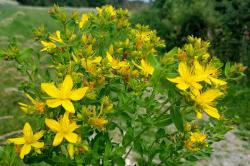 Kantarion - Hypericum Perforatum (1000 semenki)