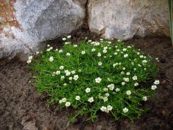 Sagina subulata - Zvezdasta mahovina