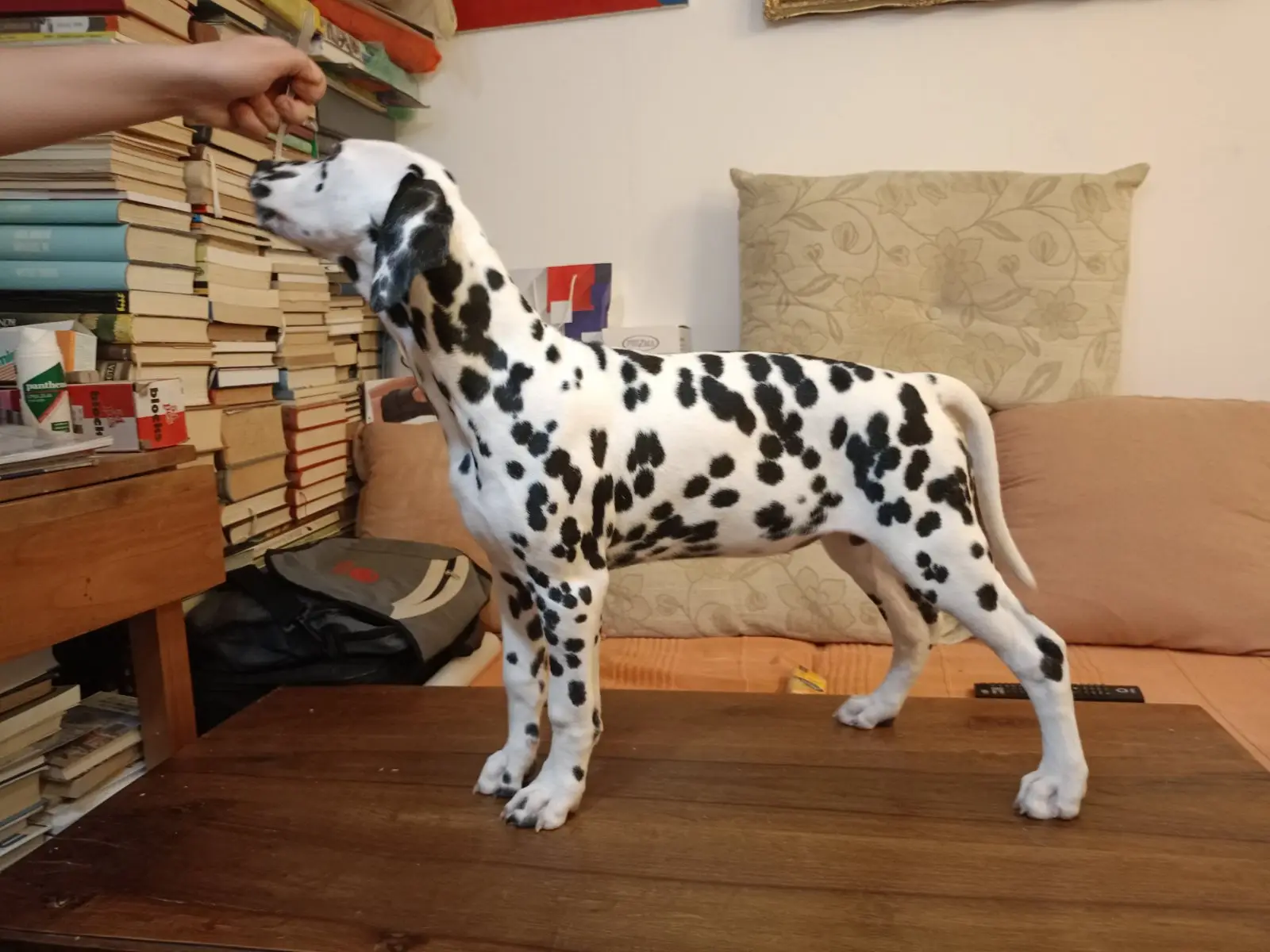 Dalmatinac prelepi štenci