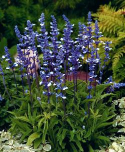Salvia farinacea (Fairy Queen)