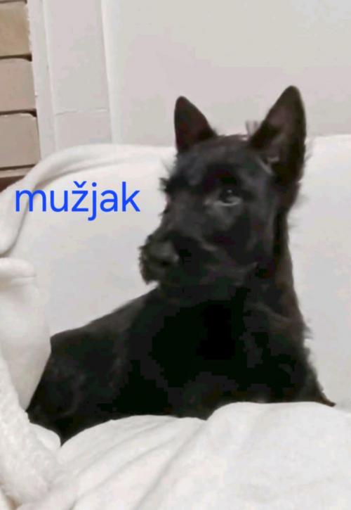 Škotski terijer štenci