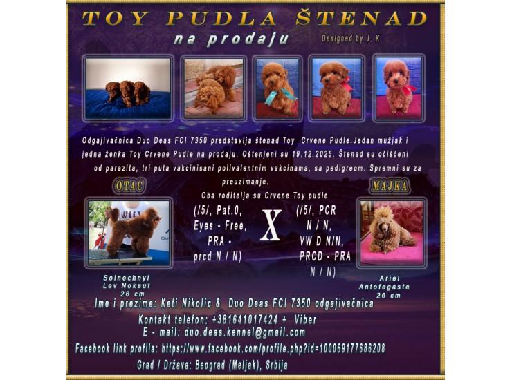 Toy Pudla