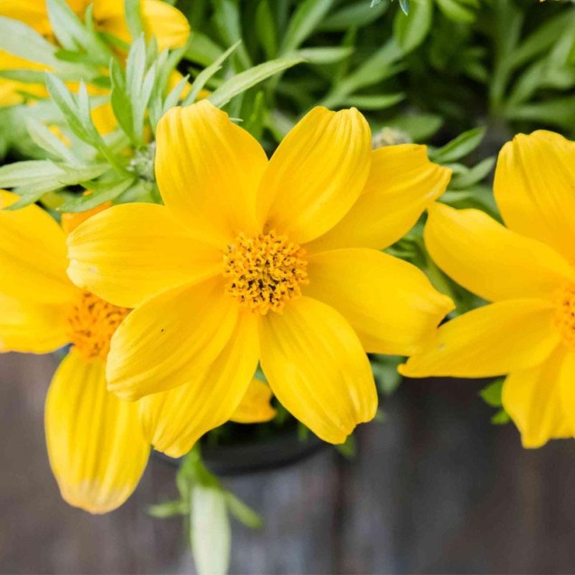Bidens