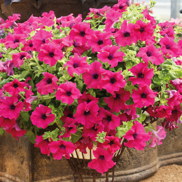Surfinija roze