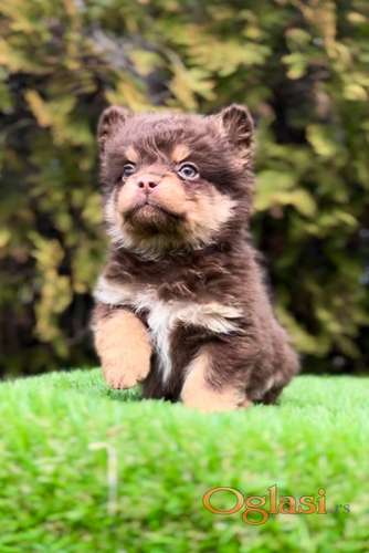 Francuski buldog hipoalergene dlake