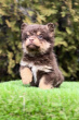 Francuski buldog hipoalergene dlake