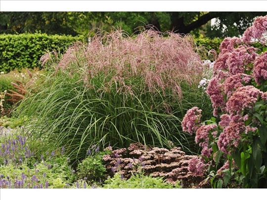 Mischanthus sinensis – kineska šaš